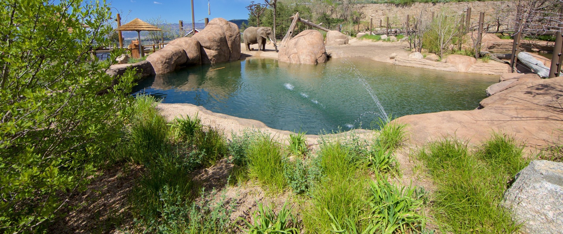 Discover the Wild Side of Colorado Springs: Cheyenne Mountain Zoo